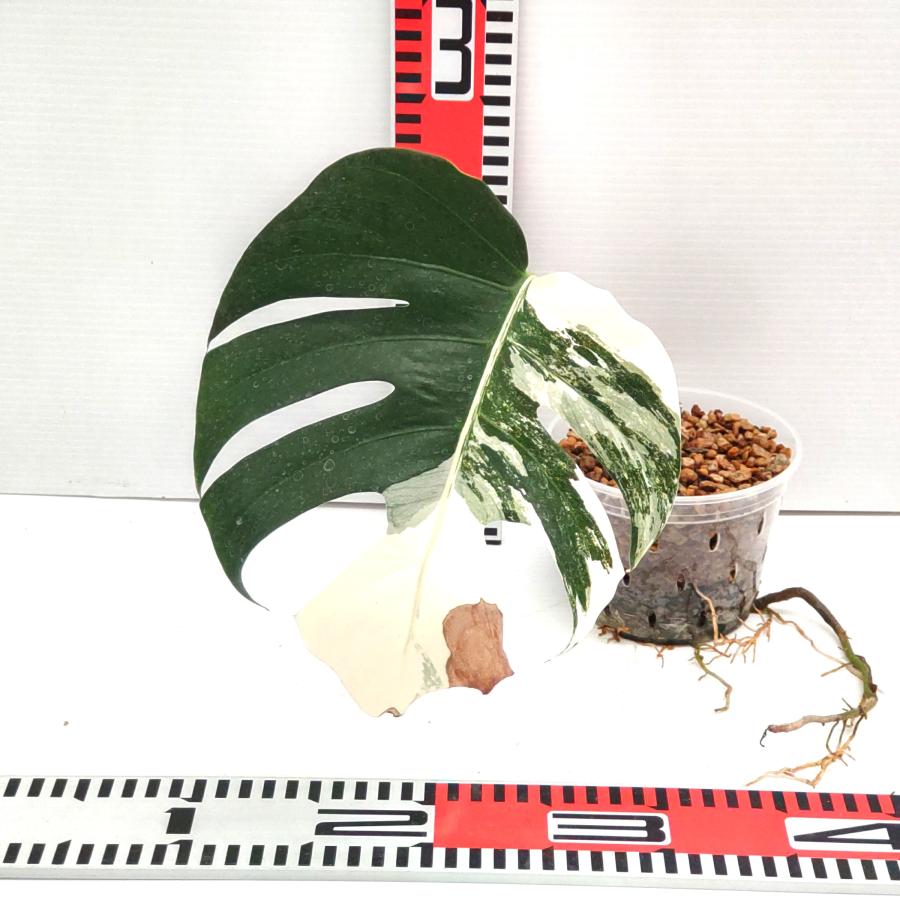 【期間限定大特価】 斑入り モンステラ ボルシギアナ ホワイトタイガー 発根済 HNC-009 : Fairy Selection - 通販 ...