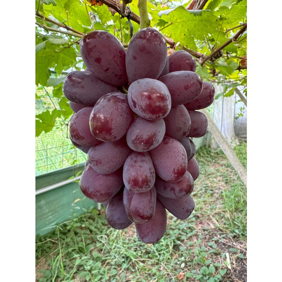 【ぶどう専門農家直送】希少品種 富士の輝 2房詰め 約800g〜約1.4kg ルビーシャイン 岡山県産 : ぶどう農園Nini farmヤフー店 - 通販 - Yahoo!ショッピング