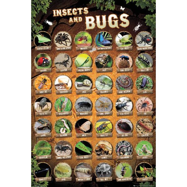 昆虫 ポスター〔新品〕 GN-0714A : カレンダー館 Yahoo!店 - 通販 - Yahoo!ショッピング