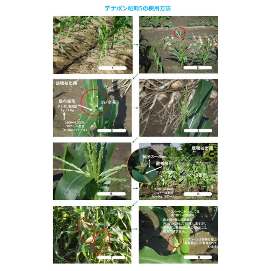 廃番： 三明ケミカル デナポン粒剤5 3kg : ファーストヤフー店 - 通販 - Yahoo!ショッピング