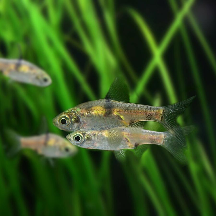 (熱帯魚)プンティウス ゲリウス 約1.5cm 1匹 :a2-241004-6:熱帯魚通販のネオス - 通販 - Yahoo!ショッピング