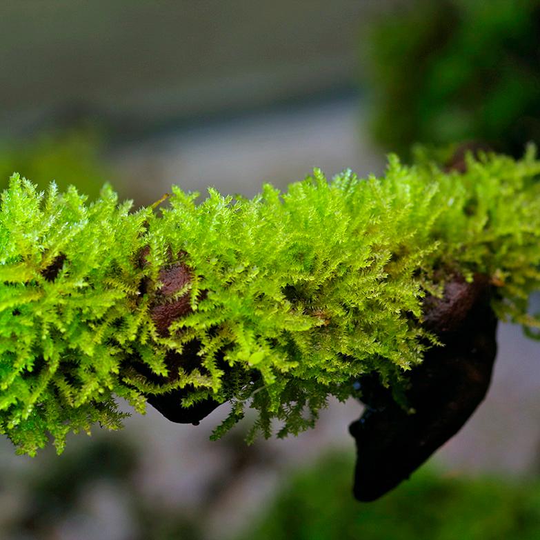 (水草)無農薬 国産 サムライモス 流木（約10cm前後）付き 3個セット : b1-20241218-3 : 熱帯魚通販のネオス - 通販 - Yahoo!ショッピング