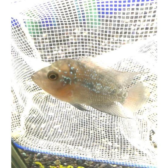 フラワーホーン”花羅漢” (4) ※死着補償有り（地域限定） : フィッシュジャパン - 通販 - Yahoo!ショッピング