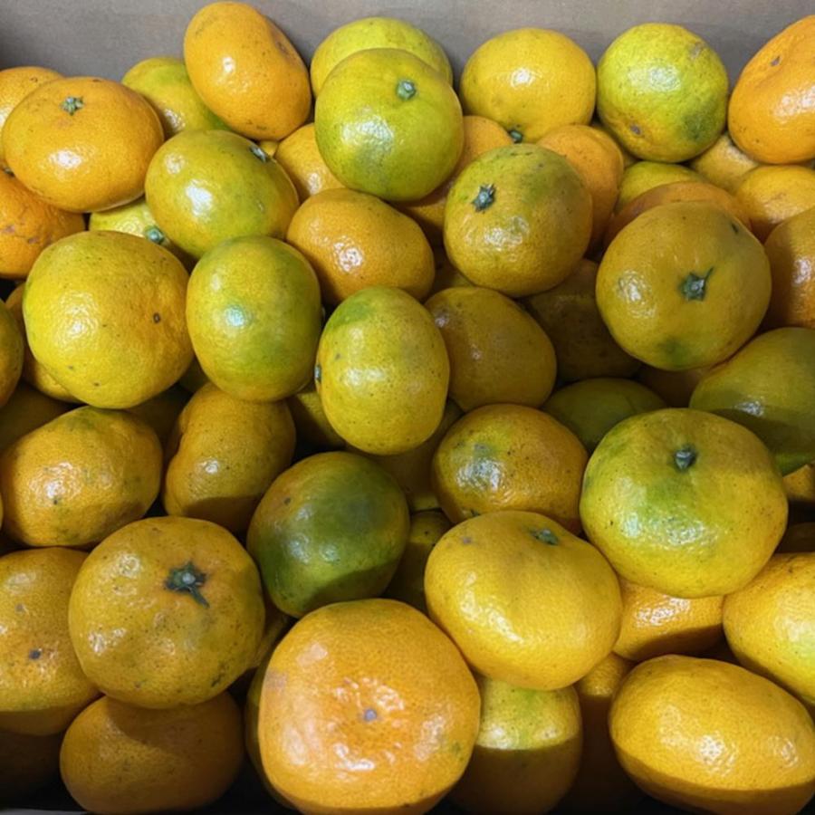 みかん 訳あり ご家庭用 2kg 不揃い 熊本産 訳あり【規格外品】お試し企画 60サイズ : mikan-wake-2 : ファイブシュガー - 通販 - Yahoo!ショッピング
