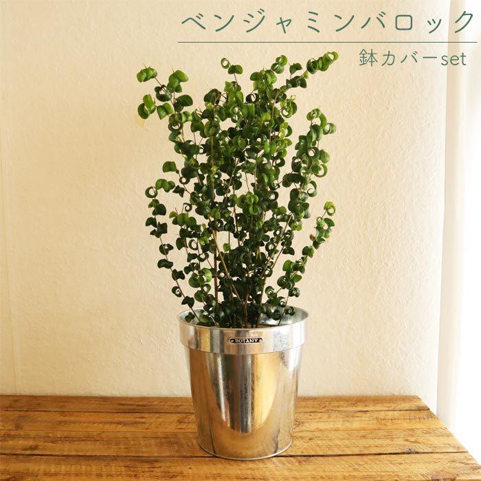 FlowerKitchen ベンジャミン バロック 6号鉢 ダルトン ガルバナイズドポットカバー K865-1095-22 DULTON : FlowerKitchen JIYUGAOKA ...