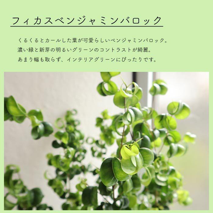 FlowerKitchen ベンジャミン バロック 6号鉢 ダルトン ガルバナイズドポットカバー K865-1095-22 DULTON : FlowerKitchen JIYUGAOKA ...