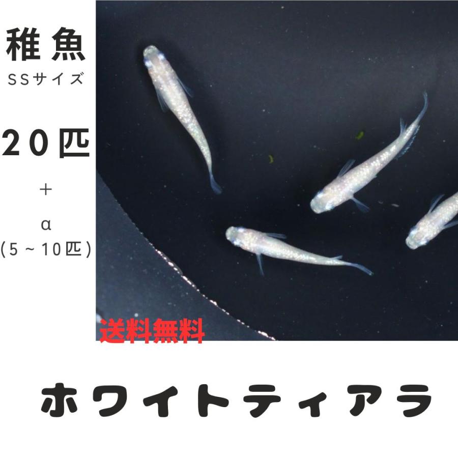 【稚魚SSサイズ】ホワイトティアラ メダカ 20匹+α 【本州・四国 送料無料】 : FLCファーム - 通販 - Yahoo!ショッピング