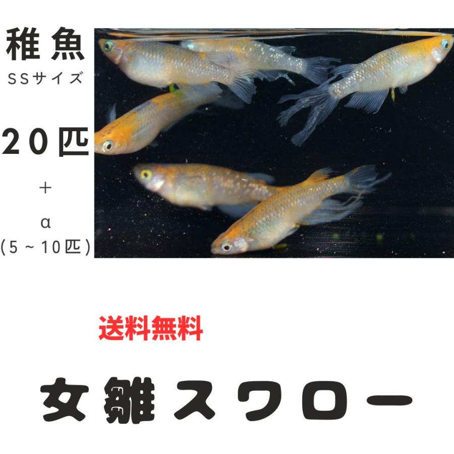 【稚魚SSサイズ】女雛スワロー メダカ 20匹+α 【本州・四国 送料無料】 : FLCファーム - 通販 - Yahoo!ショッピング