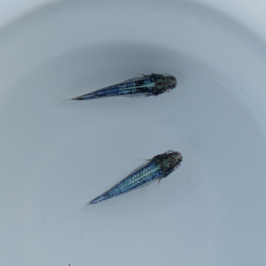 【現物】黒衣 藍染 メダカ 1ペア : FLCファーム - 通販 - Yahoo!ショッピング