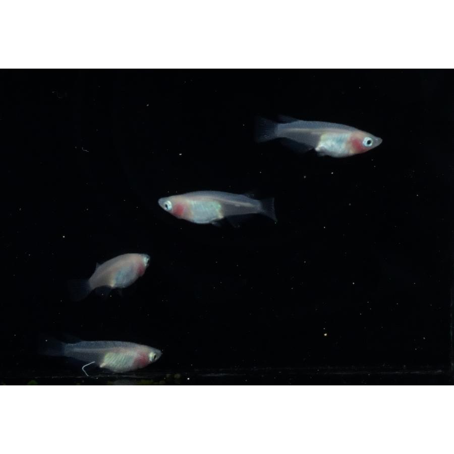 【現物】紅ほっぺ メダカ ショート 2ペア :gh234-018:FLCファーム - 通販 - Yahoo!ショッピング