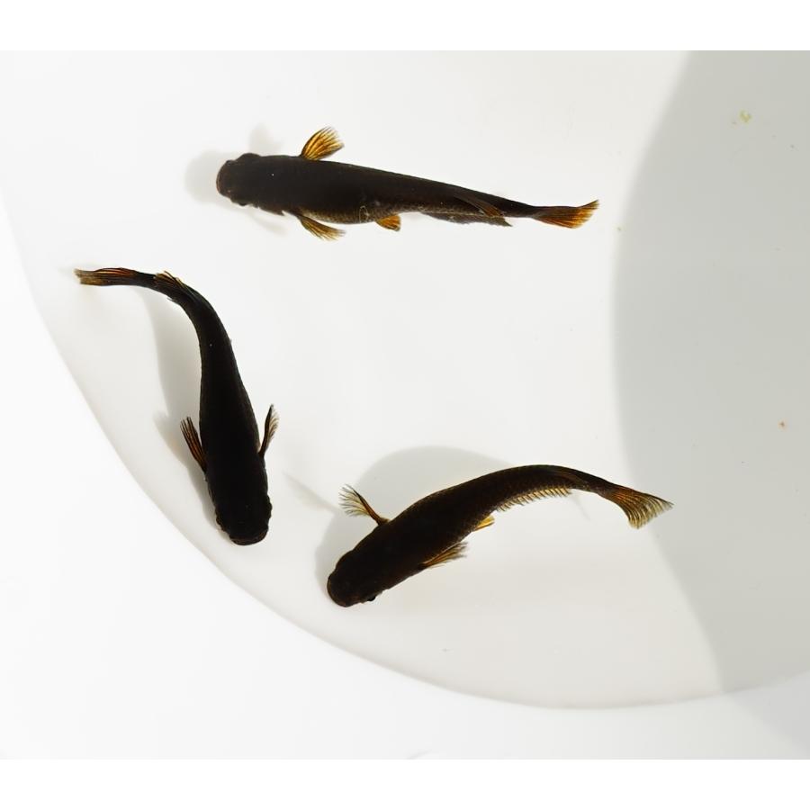 カイジ メダカ 2ペア :kaiji1p:FLCファーム - 通販 - Yahoo!ショッピング