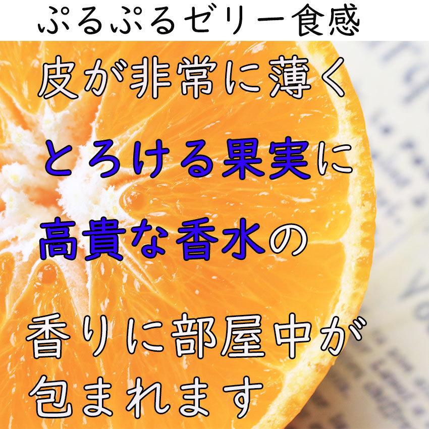 みかん 紅まどんな 送料無料 お歳暮 愛媛 赤秀 約3kg 2L〜3Lサイズ JAえひめ中央 光センサー選科 ギフト 熨斗 のし 贈答 プレゼント 御礼 お祝い 高級 : フレッシュ直送便 ...