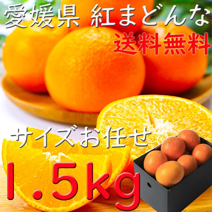 みかん 紅まどんな 送料無料 お歳暮 愛媛 秀品 1.5kg 2L〜4Lサイズ JAえひめ中央 光センサー選科 御歳暮 贈答 ギフト 御礼 お見舞い 熨斗 のし プレゼント : フレッシュ直送 ...
