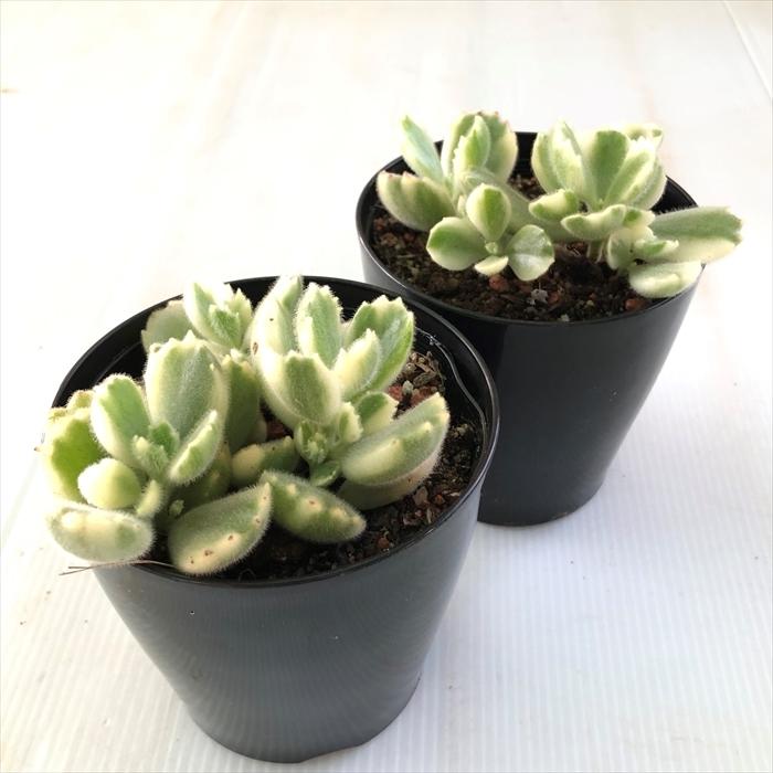 日本花キ流通 多肉植物 sdコチレドン 熊童子錦 コグマの手袋 9cm 日本花キ流通 多肉植物 sdコチレドン 熊童子錦 コグマの手袋 9cm
