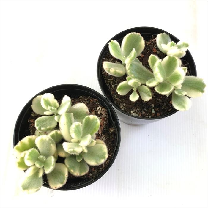 日本花キ流通 多肉植物 sdコチレドン 熊童子錦 コグマの手袋 9cm 日本花キ流通 多肉植物 sdコチレドン 熊童子錦 コグマの手袋 9cm
