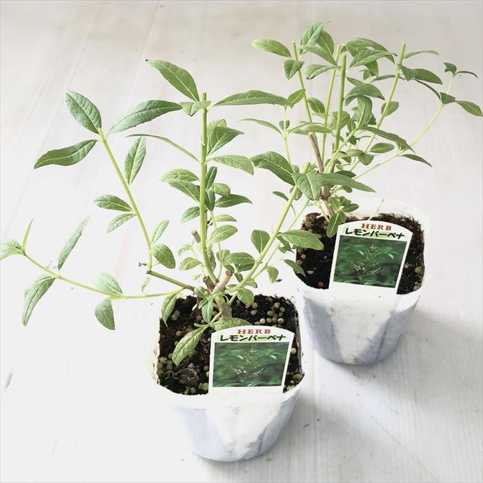 日本花キ流通 レモンバーベナ 苗 9cmポット ハーブ苗 Herb 日本花キ流通 レモンバーベナ 苗 9cmポット ハーブ苗 Herb