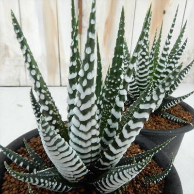 日本花キ流通 多肉植物 osハオルチア 十二の巻 ワイドバンド 日本花キ流通 多肉植物 osハオルチア 十二の巻 ワイドバンド