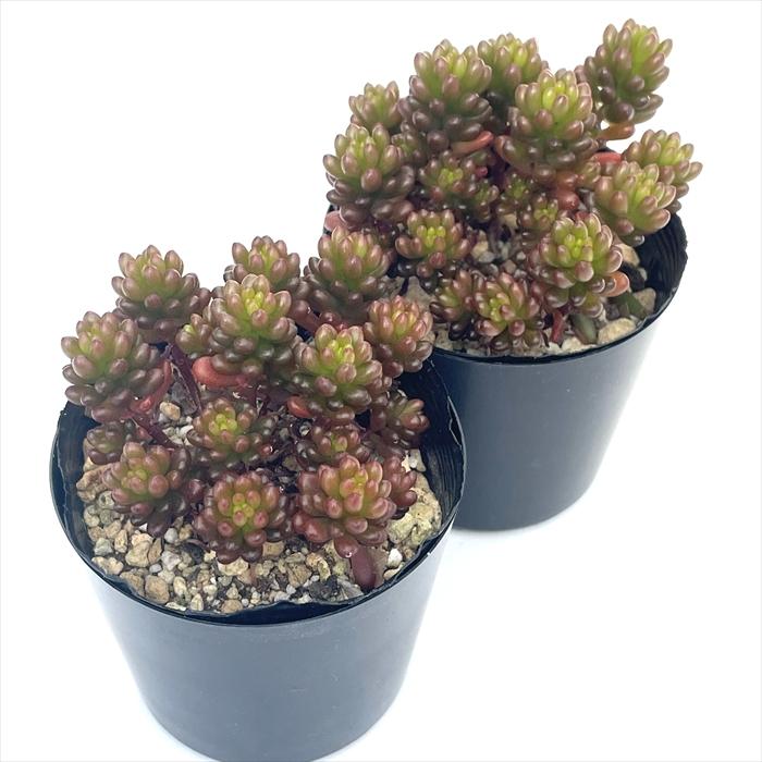 日本花キ流通 多肉植物 seセダム レッドベリー セダム 7.5cm 日本花キ流通 多肉植物 seセダム レッドベリー セダム 7.5cm