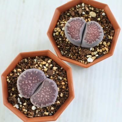 日本花キ流通 多肉植物 asリトープス 紫福来玉 6cmポット メセン 日本花キ流通 多肉植物 asリトープス 紫福来玉 6cmポット メセン