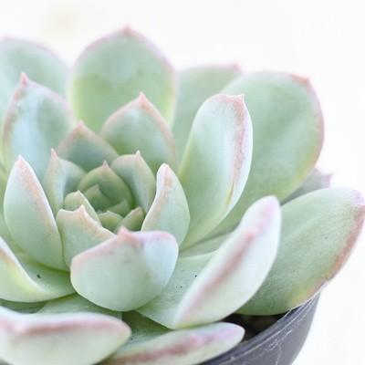 日本花キ流通 多肉植物 skエケベリア ウォーターリリー 日本花キ流通 多肉植物 skエケベリア ウォーターリリー