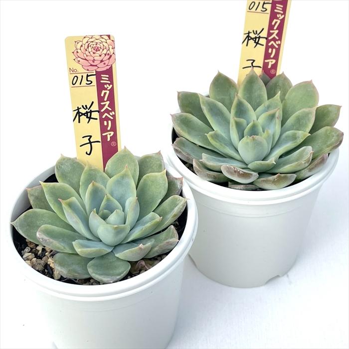 多肉植物 oriミックスベリア No.015 桜子 おらいさん苗 送料無料 多肉植物 oriミックスベリア No.015 桜子 おらいさん苗 送料無料