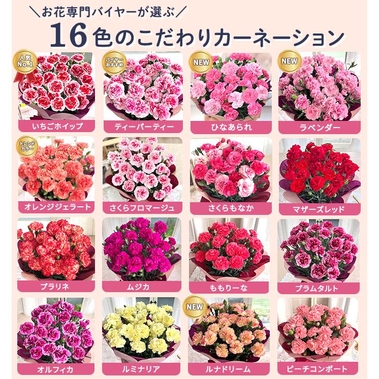 日本花キ流通 \39円OFFクーポン/ 母の日 プレゼント 選べる 日本花キ流通 \39円OFFクーポン/ 母の日 プレゼント 選べる