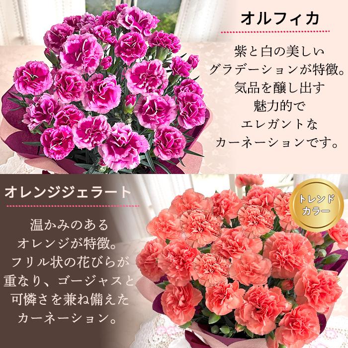 日本花キ流通 \39円OFFクーポン/ 母の日 プレゼント 選べる 日本花キ流通 \39円OFFクーポン/ 母の日 プレゼント 選べる