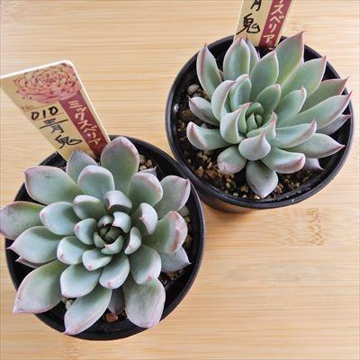 多肉植物 oriミックスベリア No.010 青鬼 おらいさん苗 送料無料 多肉植物 oriミックスベリア No.010 青鬼 おらいさん苗 送料無料