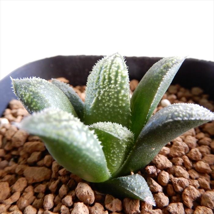 多肉植物 niハオルチア ブーメランKN2（チョコバー×銀麗）×KN3（チョコバー×銀麗） Wブーメラン（NS1/1） カクタスニシさん苗 ハオルチア 7.5cmポッ : フラワーネット日本花 ...