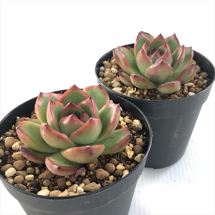 日本花キ流通 多肉植物 skエケベリア レッドイーグルス 韓国苗 日本花キ流通 多肉植物 skエケベリア レッドイーグルス 韓国苗