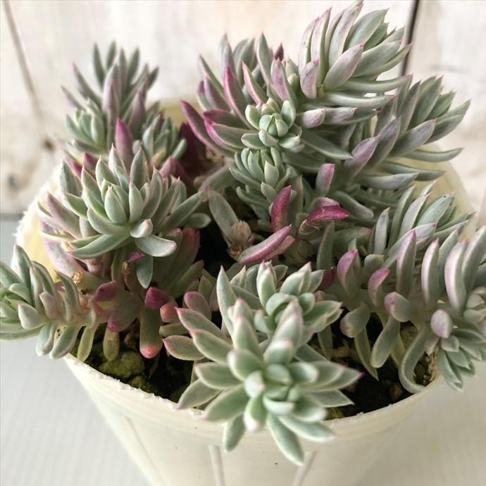 日本花キ流通 多肉植物 sbセダム カメレオン錦 セダム 7.5cm 日本花キ流通 多肉植物 sbセダム カメレオン錦 セダム 7.5cm