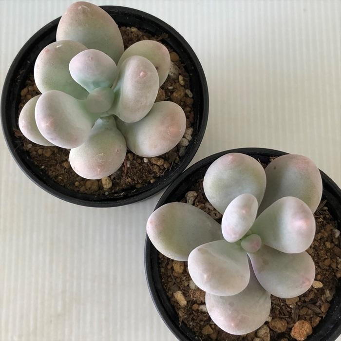 日本花キ流通 多肉植物 hmパキフィツム 月美人 ツキビジン 6cm 日本花キ流通 多肉植物 hmパキフィツム 月美人 ツキビジン 6cm