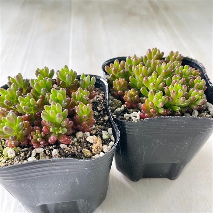 日本花キ流通 多肉植物 seセダム レッドベリー セダム 9cmポット 日本花キ流通 多肉植物 seセダム レッドベリー セダム 9cmポット