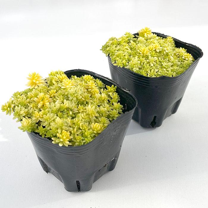 日本花キ流通 多肉植物 seセダム 斑入りミモザ セダム 9cmポット 日本花キ流通 多肉植物 seセダム 斑入りミモザ セダム 9cmポット