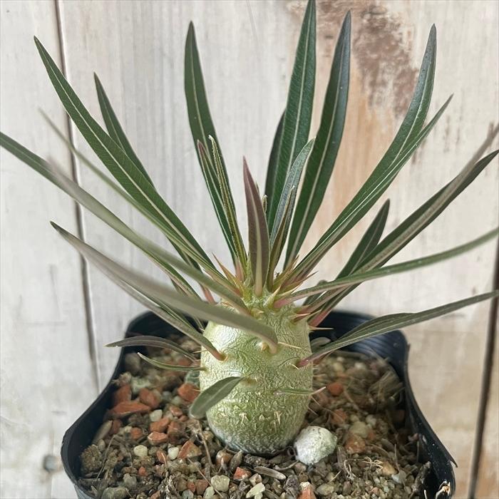 日本花キ流通 多肉植物 caパキポディウム ロスラーツム 実生 9cmポット コーデックス : フラワーネット日本花キ流通 - 通販 ...