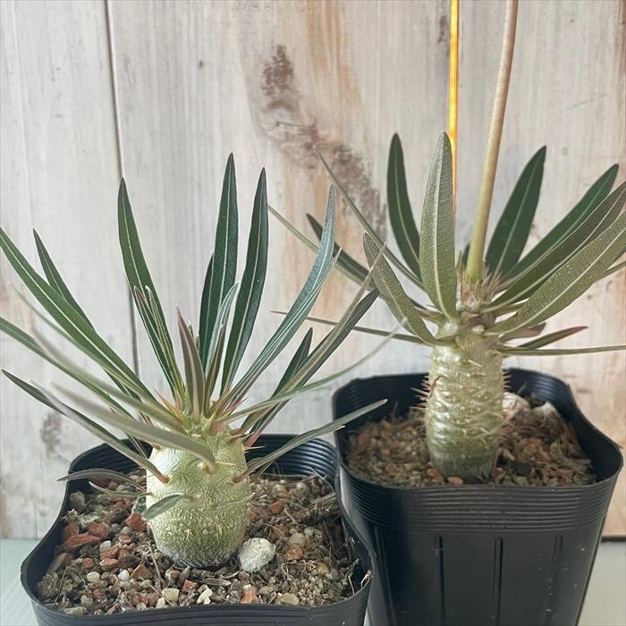 日本花キ流通 多肉植物 caパキポディウム ロスラーツム 実生 9cmポット コーデックス : フラワーネット日本花キ流通 - 通販 ...