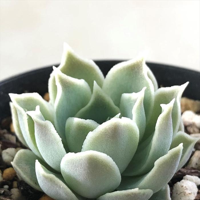 日本花キ流通 多肉植物 skエケベリア gilo ジロ エケベリア 7.5cmポット : フラワーネット日本花キ流通 - 通販 - Yahoo ...