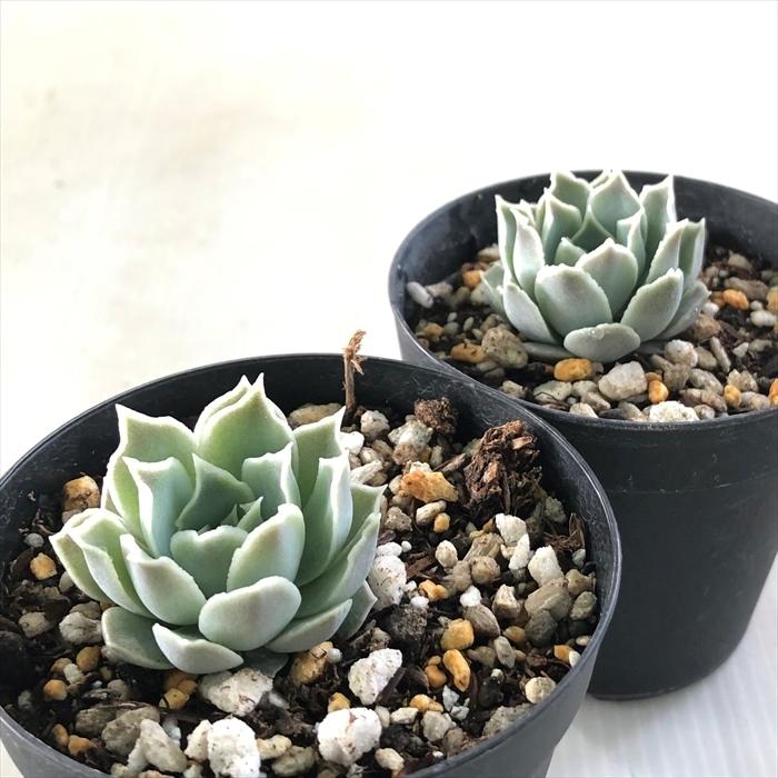 日本花キ流通 多肉植物 skエケベリア gilo ジロ エケベリア 7.5cmポット : フラワーネット日本花キ流通 - 通販 - Yahoo ...