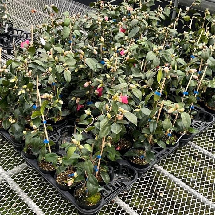 小輪咲き椿 ルッチェンシス 9cmポット 椿 つばき ツバキ 生け花 切り花 庭木 aks :z220908072:フラワーネット日本花キ流通 ...