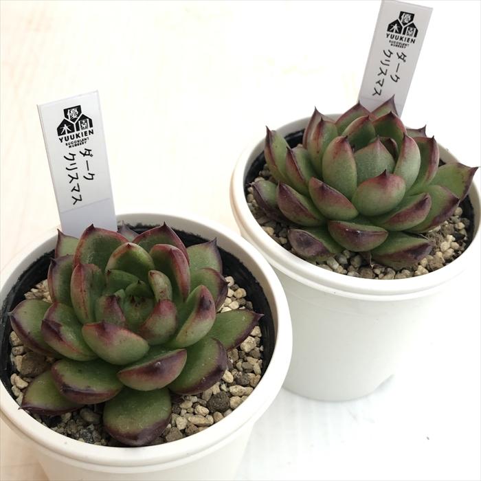 多肉植物 yukエケベリア ダーククリスマス 優木園さんの苗 エケベリア 6cmポット : フラワーネット日本花キ流通 - 通販 - Yahoo!ショッピング