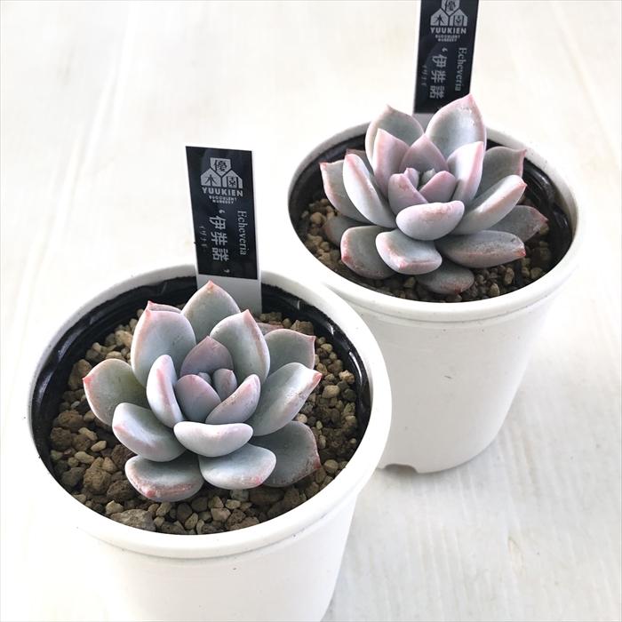 多肉植物 yukエケベリア 伊弉諾 優木園さんの苗 送料無料 エケベリア 6cmポット : フラワーネット日本花キ流通 - 通販 - Yahoo!ショッピング