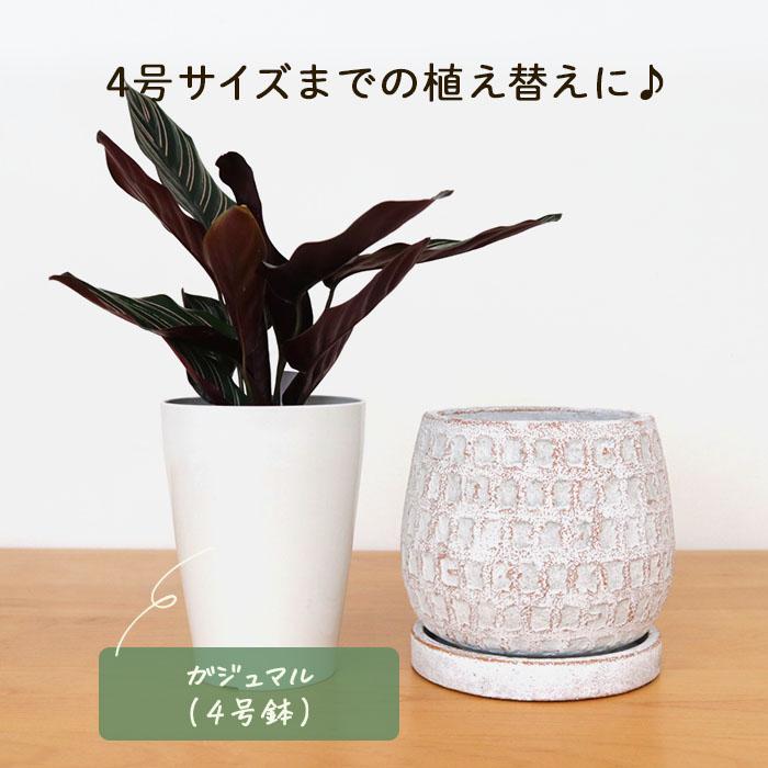 資 ER-4196 CN 5号 丸深つぼ 受皿付 陶器 鉢 植木鉢 インテリア 多肉植物 おしゃれ 観葉植物 mrk : フラワーネット日本花キ流通 - 通販 - Yahoo!ショッピング