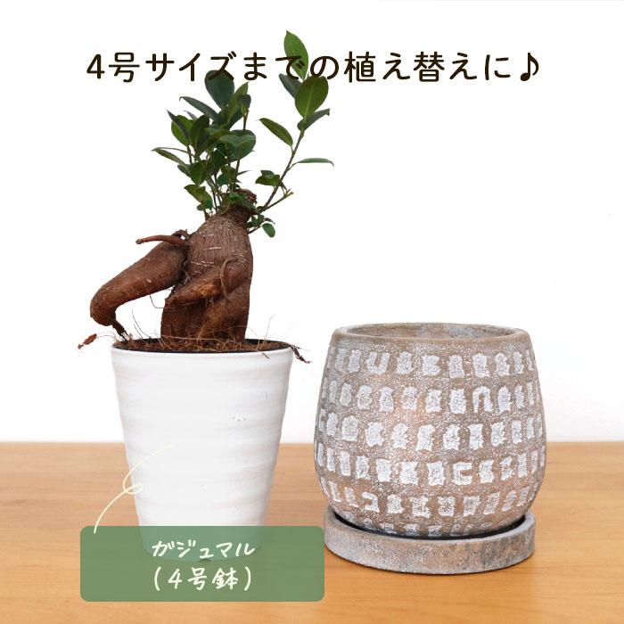 資 ER-4196 SB 5号 丸深つぼ 受皿付 陶器 鉢 植木鉢 インテリア 多肉植物 おしゃれ 観葉植物 mrk : フラワーネット日本花キ流通 - 通販 - Yahoo!ショッピング