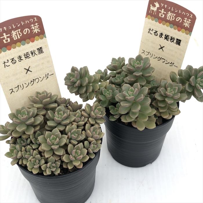 多肉植物 kthグラプトセダム だるま姫秋麗×スプリングワンダー 古都の葉さんの苗 グラプトセダム 6cmポット : フラワーネット日本花キ流通 - 通販 - Yahoo!ショッピング