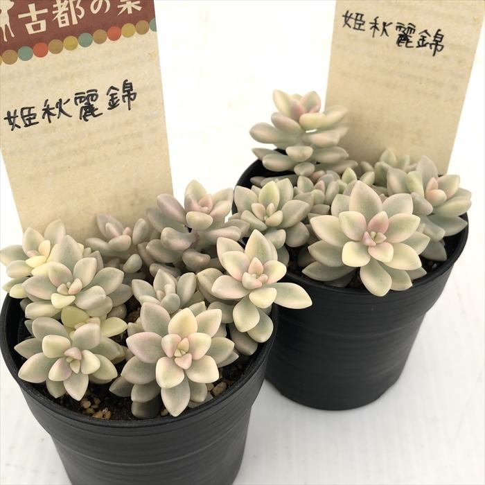 多肉植物 kthグラプトペタルム 姫秋麗錦 グラプトペタルム ヒメシュウレイ錦 6cmポット 古都の葉さんの苗 : フラワーネット日本花キ流通 - 通販 - Yahoo!ショッピング
