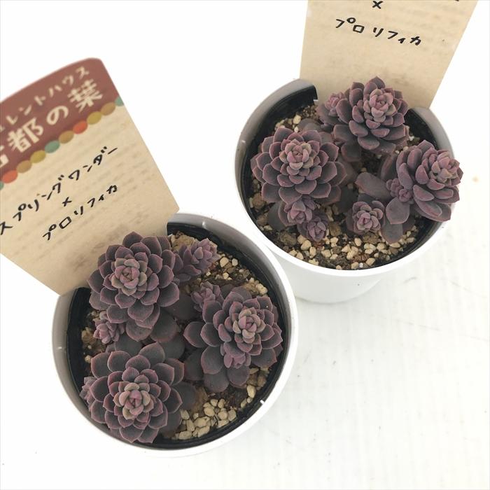 多肉植物 kthセデベリア スプリングワンダー×プロリフィカ 多肉植物 セデベリア 6cmポット 古都の葉さんの苗 :z230706101:フラワーネット日本花キ流通 - 通販 - Yahoo ...