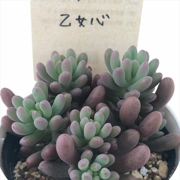 多肉植物 kthセダム スプリングワンダー×乙女心 セダム 6cmポット 古都の葉さんの苗 : フラワーネット日本花キ流通 - 通販 - Yahoo!ショッピング
