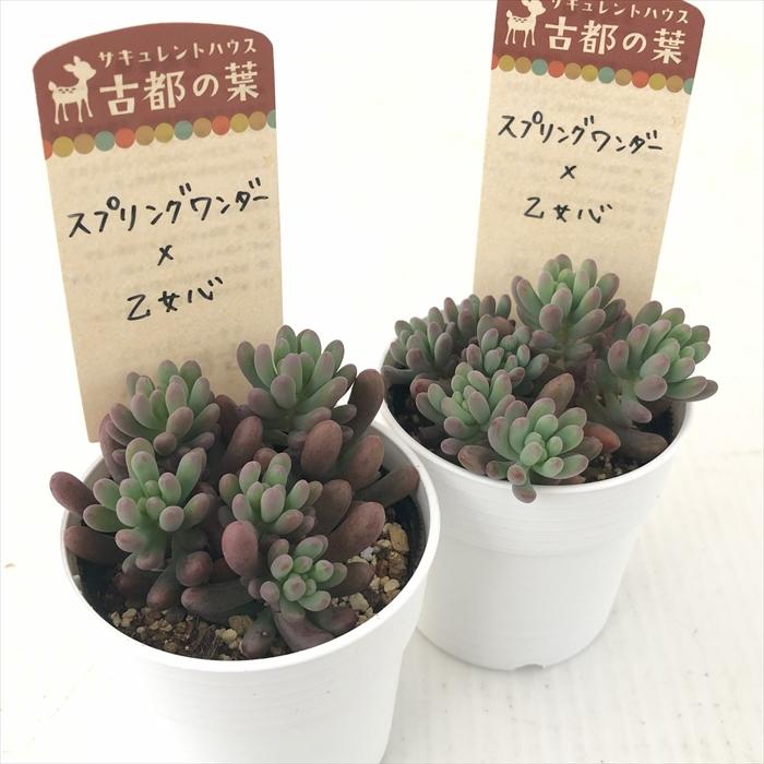 多肉植物 kthセダム スプリングワンダー×乙女心 セダム 6cmポット 古都の葉さんの苗 : フラワーネット日本花キ流通 - 通販 - Yahoo!ショッピング