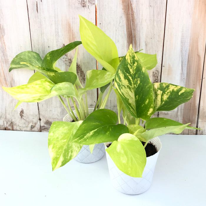 観葉植物 ポトス テルノ No.021 カグヤ 8cmポット 小型 小さい 観葉植物 ポトス テルノ No.021 カグヤ 8cmポット 小型 小さい