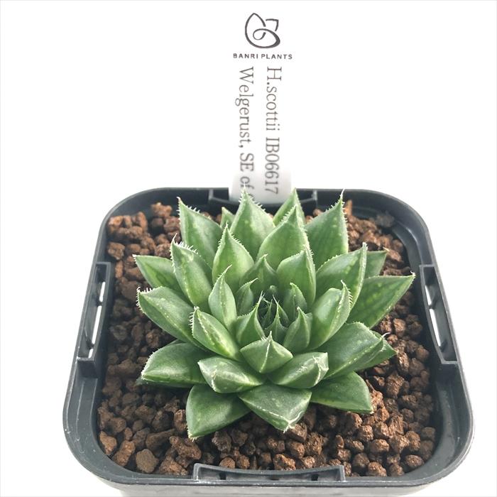 多肉植物 bphハオルチア H.scottii IB06617 Welgerust, SE of Calitzdorp 7.5cmポット ...